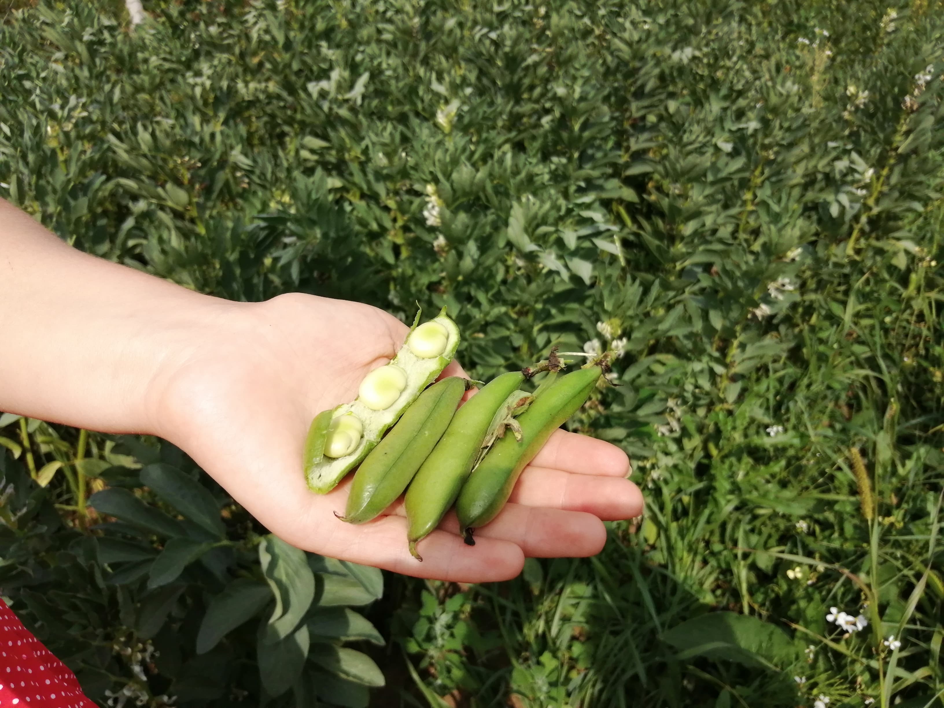 Where do you get your protein from? Potential of Fava Bean as Future ...